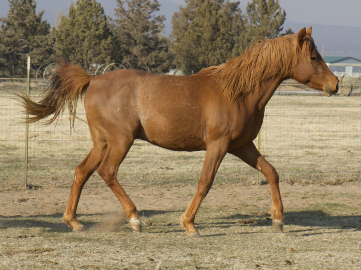 Sitah DA - Doyle Arabians